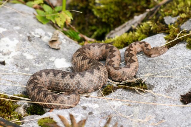 Životinje i priroda u Srbiji: Kad se zmija zavuče u kolevku za bebe i u ...