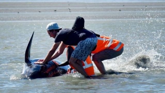 Nyangumi wengine 240 wakwama ufukweni New Zealand - BBC News Swahili