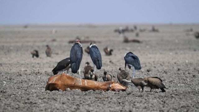 'Meu urubu não é meu animal de estimação, é meu filho' - BBC News Brasil