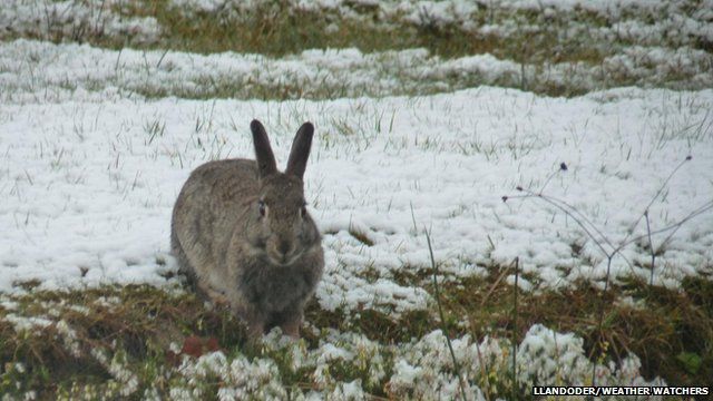 Animals in the snow - BBC Weather