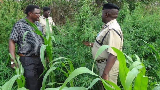 Bangi: Zijue nchi tano zilizoruhusu uzalishaji wa bangi Afrika - BBC ...