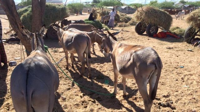 Dalabka dameeraha ee Shiinaha oo Soomaalida halis ku haya - BBC News Somali