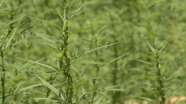 Wacana legalisasi ganja: Dapatkah ganja membantu mengentaskan ...