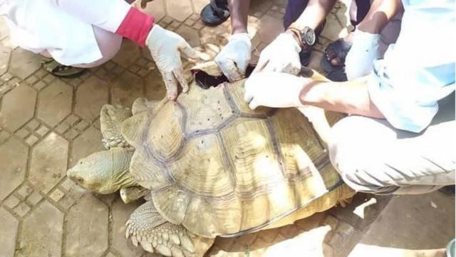 Tortoise surgery: Àwọn dókítà fi wákàtí mẹ́fà ṣiṣẹ́ abẹ dóòlà ẹ̀mí ...