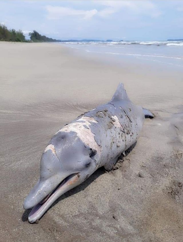 Lumba-lumba mendekat ke pantai bahkan hingga tewas terdampar, mengapa ...