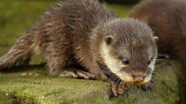 Wolf-sized otter fossil found in China - BBC Newsround