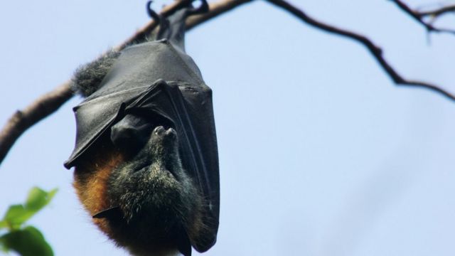 கண்ணாடி பரப்புகள் கொண்ட நவீன கட்டடங்கள் வௌவால்களுக்கு ஆபத்தா? - BBC ...