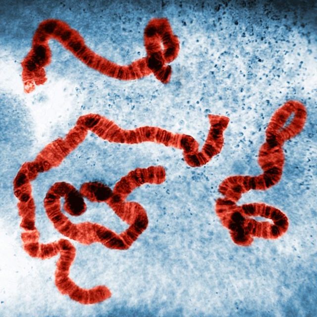 ¿Por qué tardaron tanto en darle el premio Nobel a Barbara McClintock ...