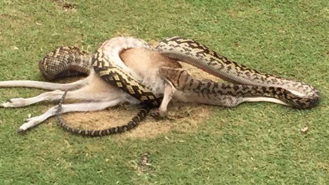 Anaconda Eats Cow