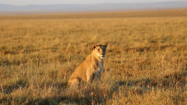 Gambeellaa Aanaa Aboobootti 'gurmuun leencaa lubbuu namootaa galaafataa ...