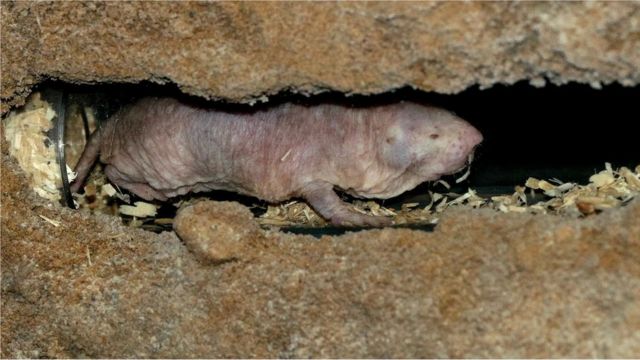 Traitement du cancer : ce que les rats-taupes nus peuvent nous ...