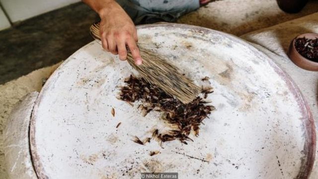 Chicatanas, el inusual ingrediente de la comida mexicana que cae del ...