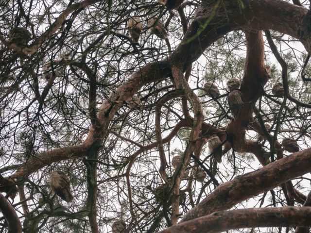 Životinje i priroda Srbije: Otkud sova utina u panonskoj Kikindi - BBC ...