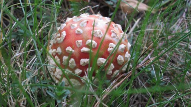 Srbija, trovanje pečurkama: Na šta treba da pazite kada berete gljive ...