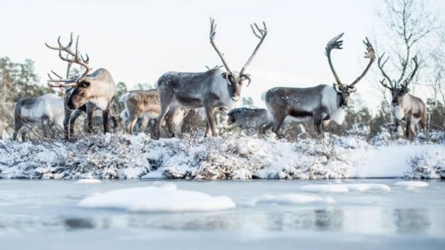Skandinavija, porodica i običaji: Tajna roditeljstva za preživljavanje ...