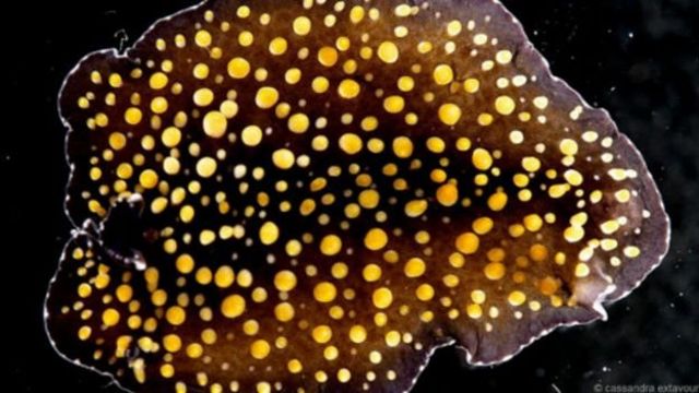 Yadda dubura ta samo asali - BBC News Hausa