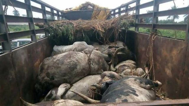 How dead cows from Adamawa land Port Harcourt slaughter yet dem butcher ...