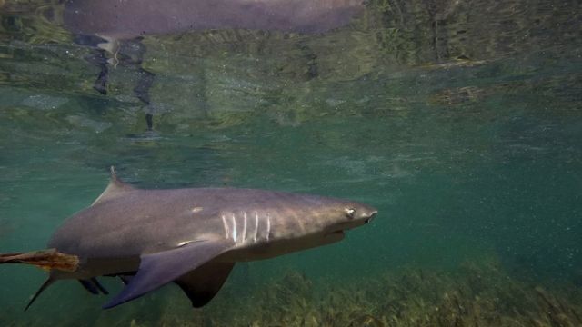 Životinje i plivanje: „Njam-njam žuta” - da li kupaći kostimi mogu da privuku ajkule - BBC News ...