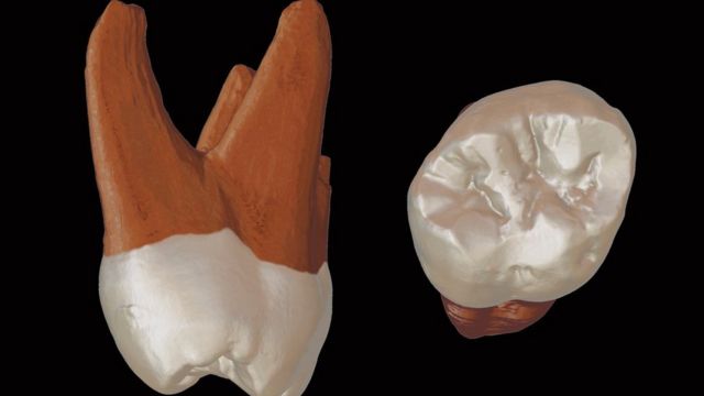 Priča o Nišliji, prvom neandertalcu u Srbiji i njegovom zubu - BBC News ...