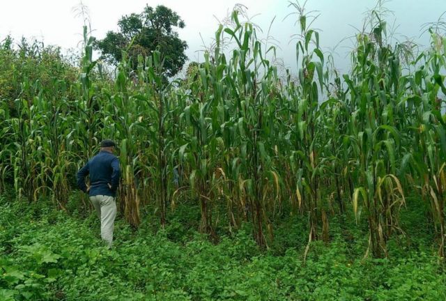El extraordinario maíz de México que se fertiliza a sí mismo y que ...