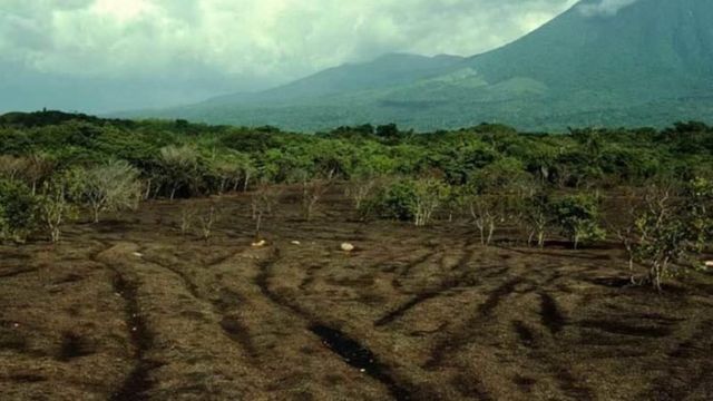 سنگتروں کے چھلکوں سے جنگل ہرا بھرا ہو گیا - BBC News اردو