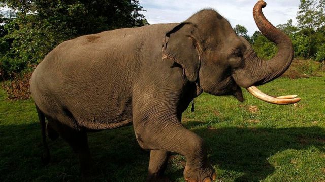 Igbo Folktale: Ihe ụmụ anụmanụ pụtara n'akụkọ ifo Igbo - BBC News Ìgbò
