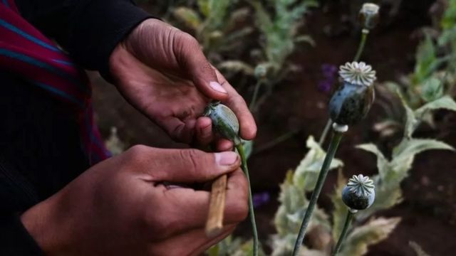Myanmar: Produksi opium, bahan baku narkotika, meningkat tajam akibat krisis ekonomi - 'Petani ...