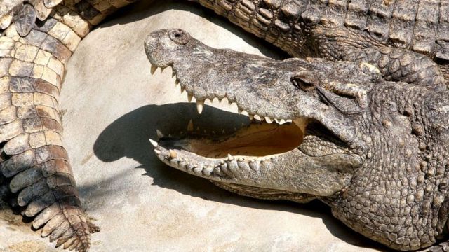 Çin'de tayfun sele yol açtı, çiftlikten 70'ten fazla timsah kaçtı - BBC ...