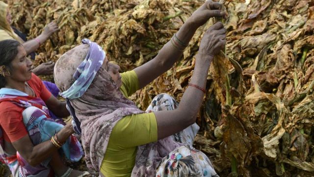 बाकियों की तुलना में दलित स्त्रियां जल्दी क्यों मर जाती हैं - BBC News ...