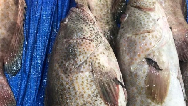 Dadka reer Gaalkacyo hilibkii geela ma waxay ku baddasheen Kalluun ...