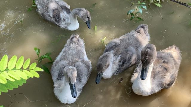 I u dobru i u zlu: Porodica labudova sa Save čeka da se mama oporavi ...
