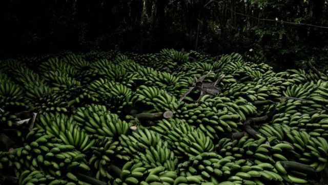 Podcast Flora Carita: Ancaman kiamat pisang atau ‘bananageddon’ pada ...