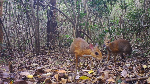 Ciervo ratón, el diminuto animal que reapareció frente a una cámara ...