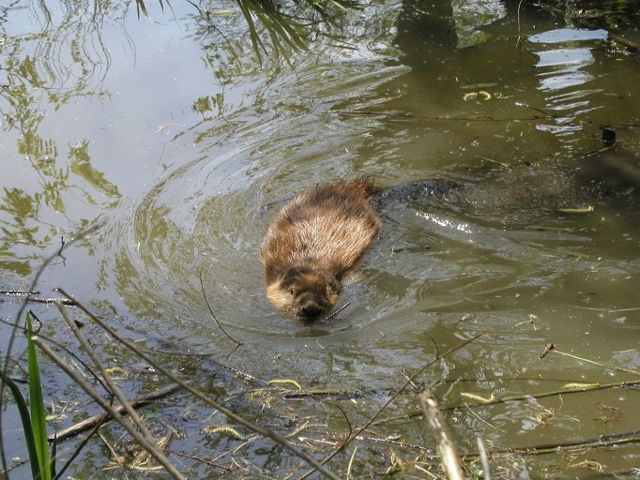 Životinje i Srbija: Koje su ugrožene i ranjive vrste i kako ih ...