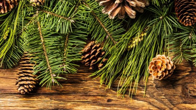 Eucaliptos y pinos: los bosques artificiales que contribuyen a la ...