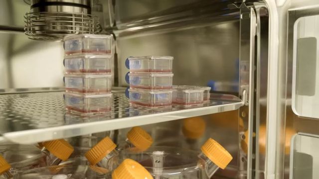 Darah buatan lab diberikan pada manusia dalam uji klinis pertama di ...