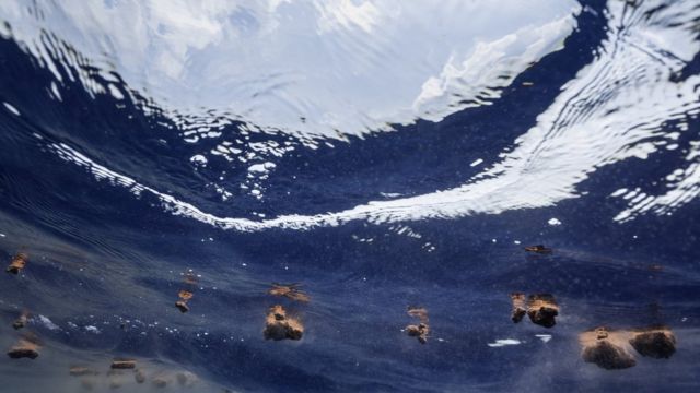 Klimatske promene i životinje: Kako kitovi pomažu da se ohladi Zemlja ...