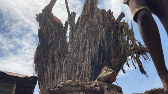 Oyo, igi odan kàyééfì: Kò yẹ kí a bọ igi Ọdán yìí nítori pé ẹ̀rọ agégi ...