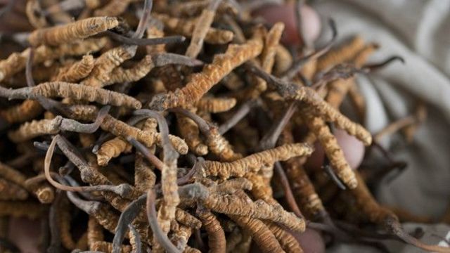 Dawa tano za asili zaidhinishwa Tanzania - BBC News Swahili