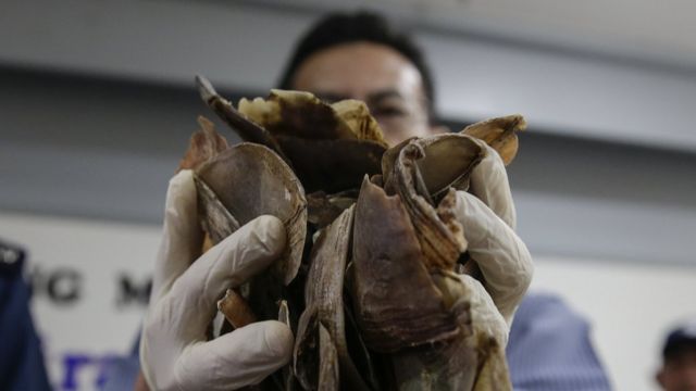 Malaysia sita 712 kg sisik tenggiling dari Afrika - BBC News Indonesia