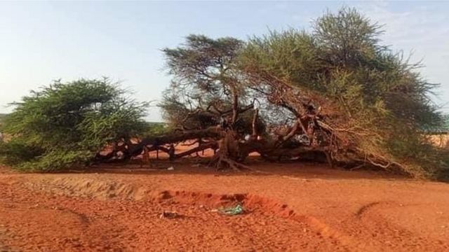 Maxaad ka taqaannaa taariikhda geedka dumay ee ay reer Wardheer u ...