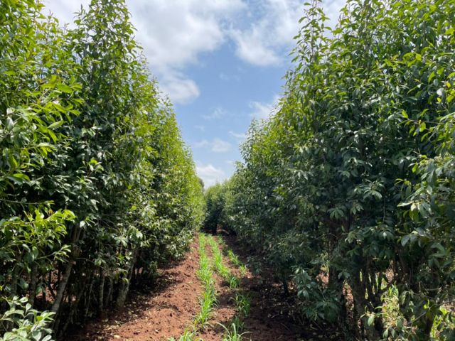 Rakkoo gabaa jimaafi komii qonnaan bultoota Harargee - BBC News Afaan ...