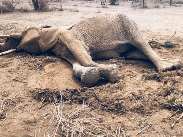 Maafa Amboseli:Mizoga na uvundo wa Wanyama wa pori vyaelezea athari ...