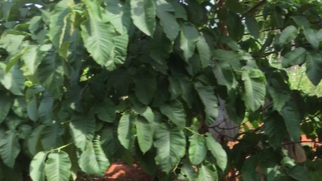 Sacred Trees: Osisi ndị dị mkpa n'Igbo oge gboo na ihe omimi so ha ...