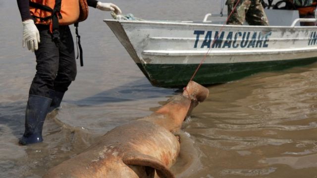 Životinje i Amazonija: Šokantne fotografije mrtvih delfina tokom teške ...