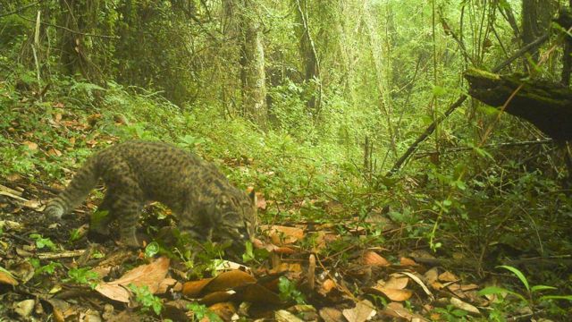 Cómo la güiña o gato de Chile, el felino más pequeño de América que ...