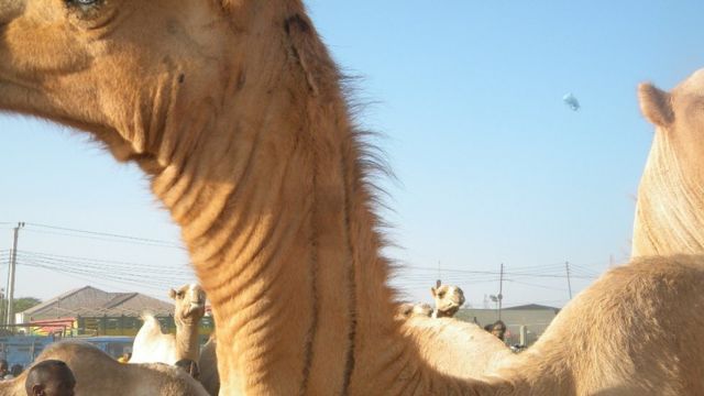 Sumadda xoolaha Soomaalida: Ururin xog iyo faallayn - BBC News Somali