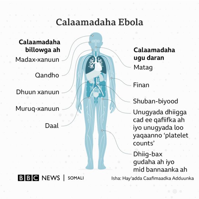 Astaamaha cudurka halista ah ee Ebola ee ay ka digtay dowladda ...