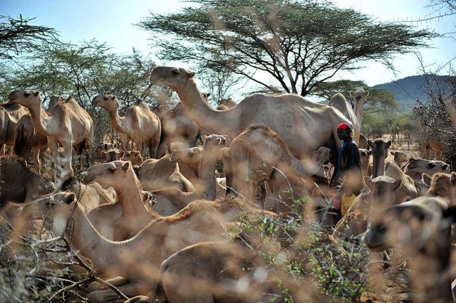 Geelley rasaas ku furtay goob uu ku sugnaa wasiirka Arrimaha Gudaha ...