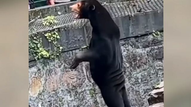 'Nossos ursos não são pessoas fantasiadas': o vídeo que obrigou zoo ...